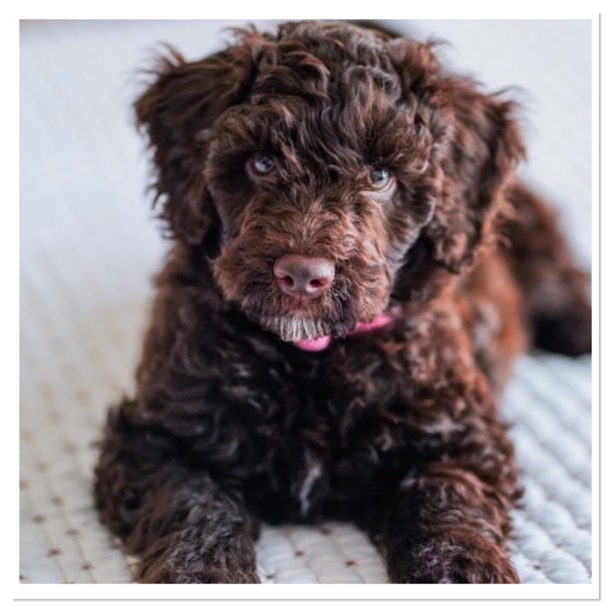 Austin Texas Labradoodle Breeder - Poppy Hills Labradoodles