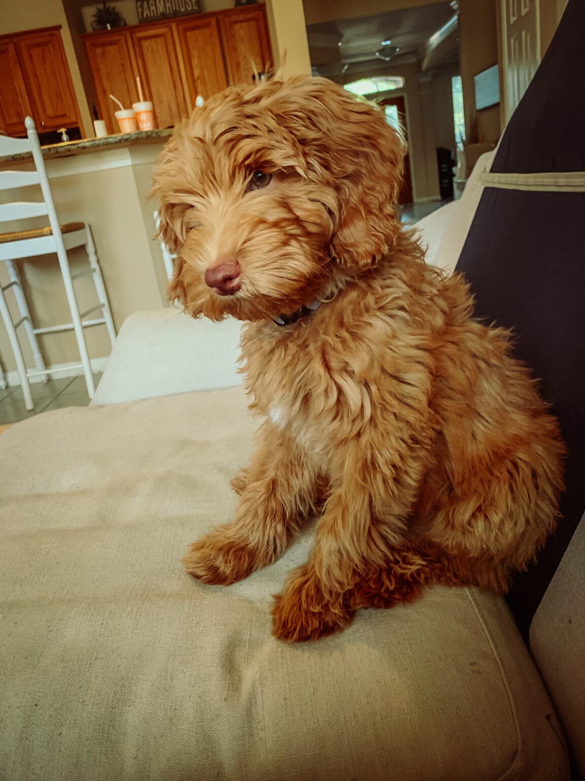 Austin Texas Labradoodle Breeder - Poppy Hills Labradoodles